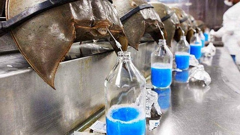 Lý do gì khiến máu loài hải sản này cao ngất ngưởng, 400 triệu đồng/lít