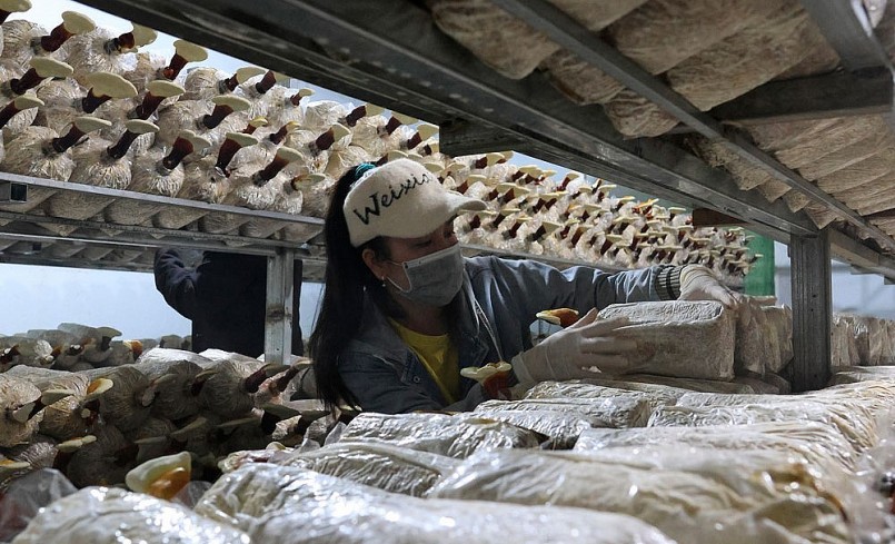 Bất ngờ trồng thành công nấm quý linh chi đỏ có giá bán tới 1,8 triệu ...